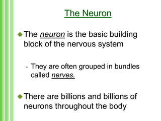 HowDoestheBrainDevelop.ppt | Brain and Nervous System Disorders ...