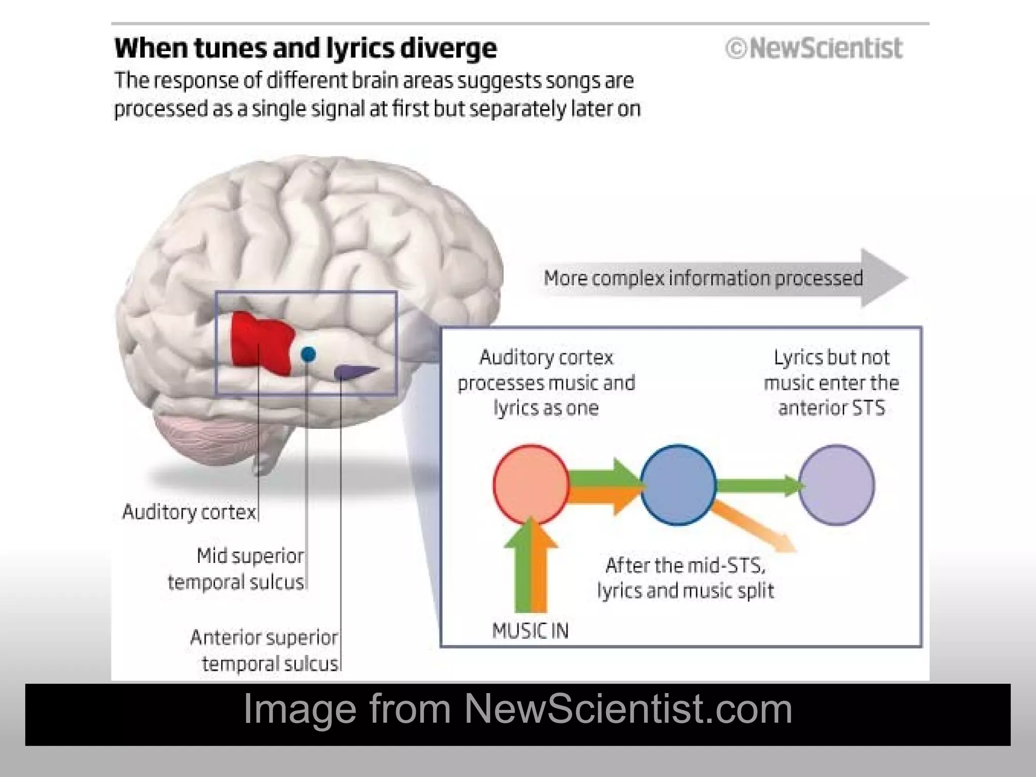 How Does The Brain Process Songs | PPT