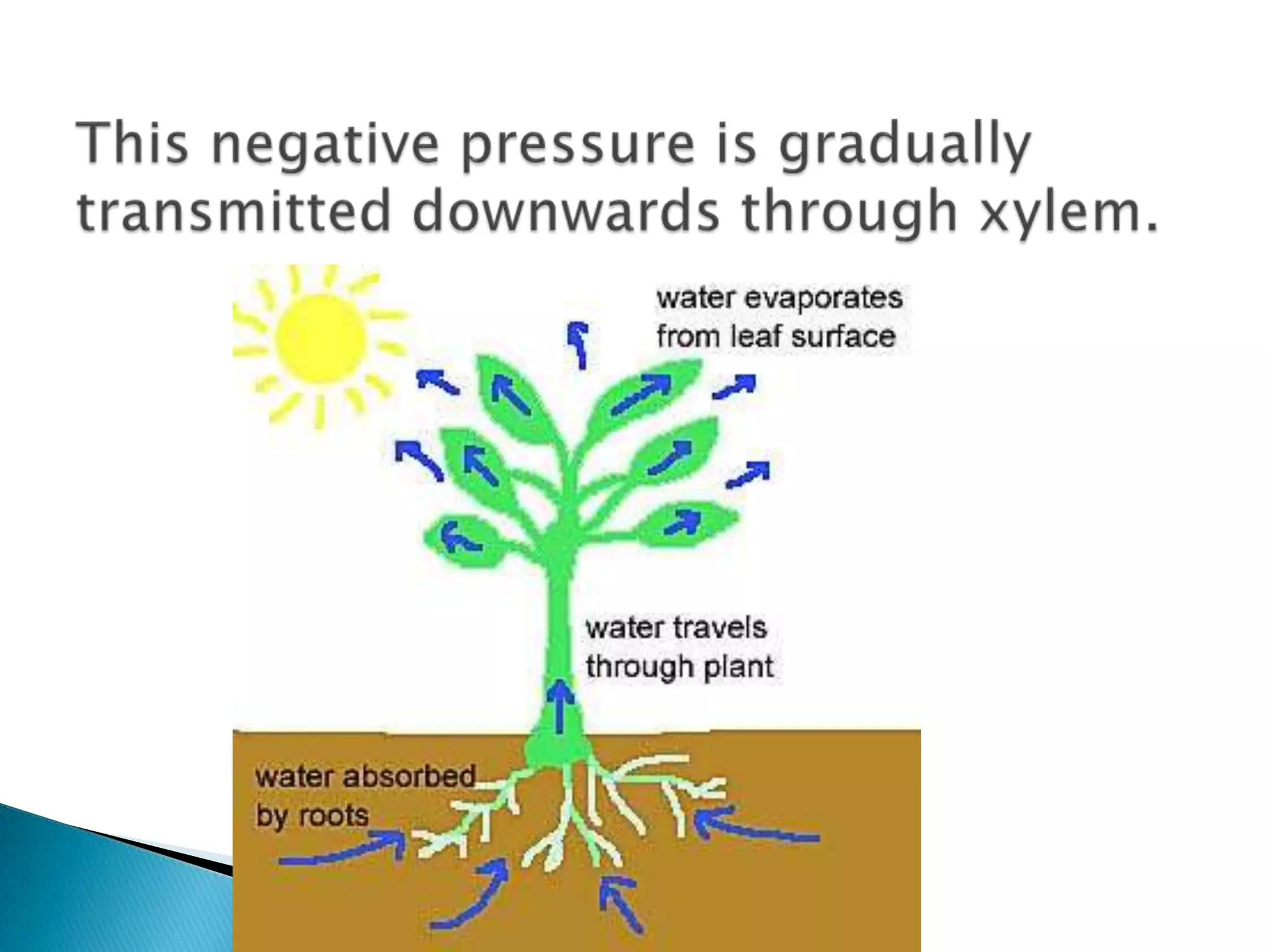 How does transpiration creates suction | PPT