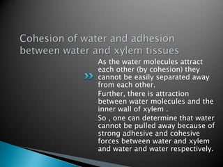 How does transpiration creates suction | PPTX