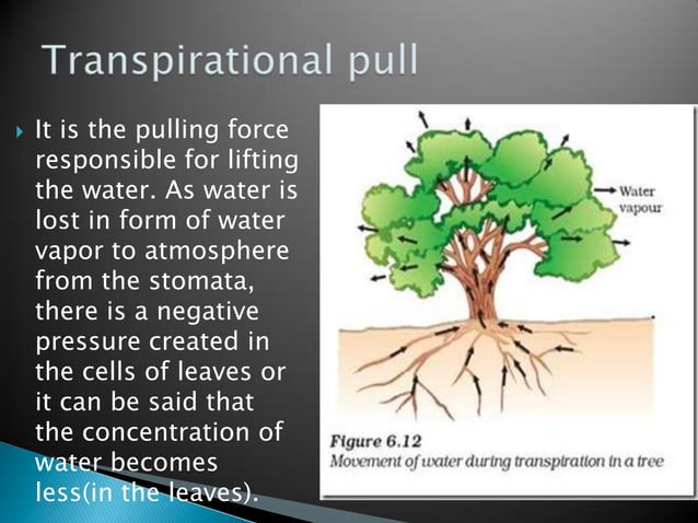 How does transpiration creates suction | PPT