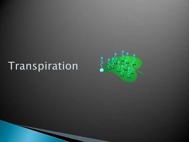 How does transpiration creates suction | PPT