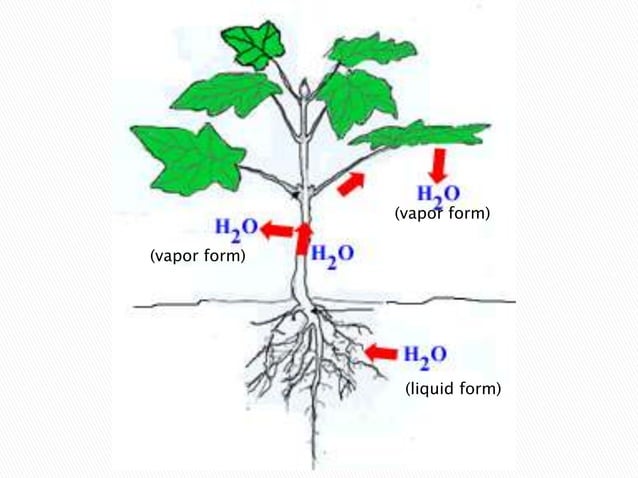 How does transpiration creates suction | PPT