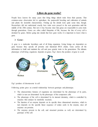 How do gene work1 | DOCX