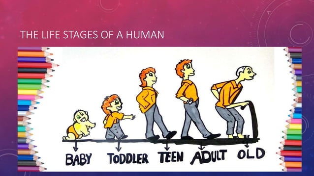 How do humans grow | PPTX