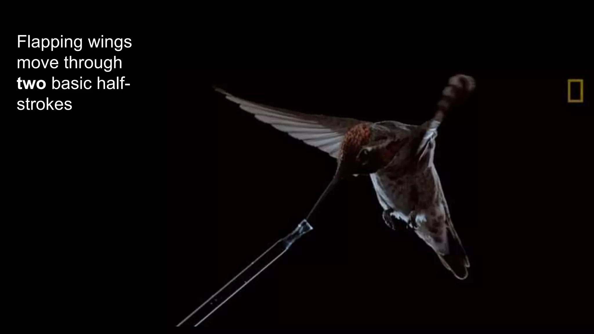 How do Hummingbirds fly2.pptx