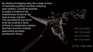 How do Hummingbirds fly2.pptx