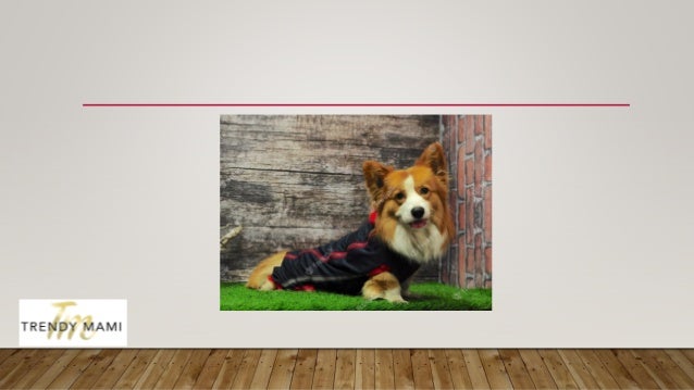 How do i find the perfect dog for me and my family - Trendymami | PPT