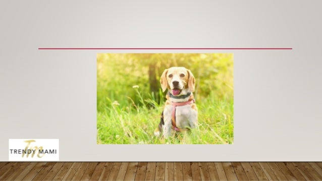 How do i find the perfect dog for me and my family - Trendymami | PPT