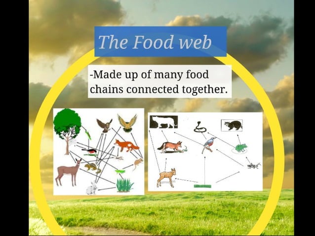 How do living things interact? | PPT