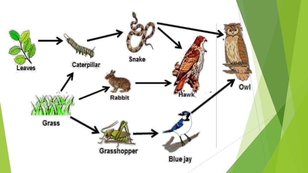 How do living things interact