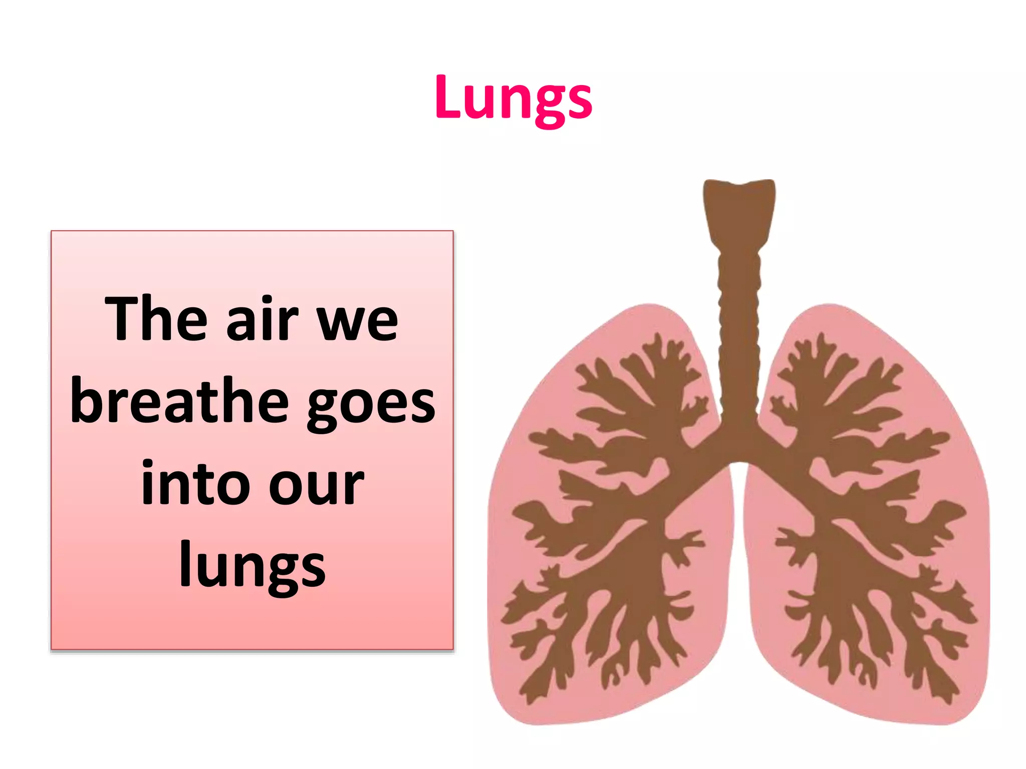 How do living things meet their needs | PPTX