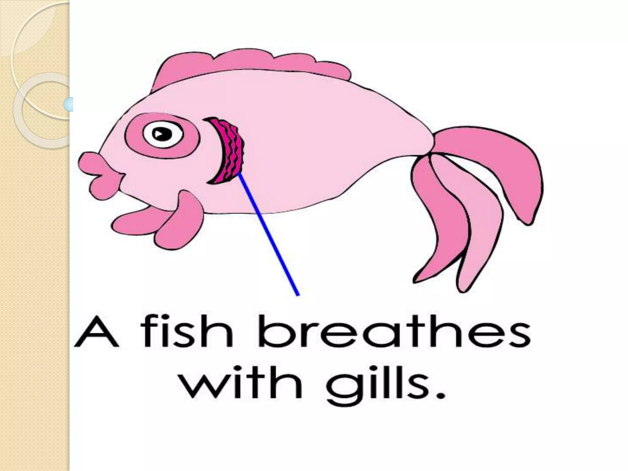 How do living things meet their needs 2 | PPTX