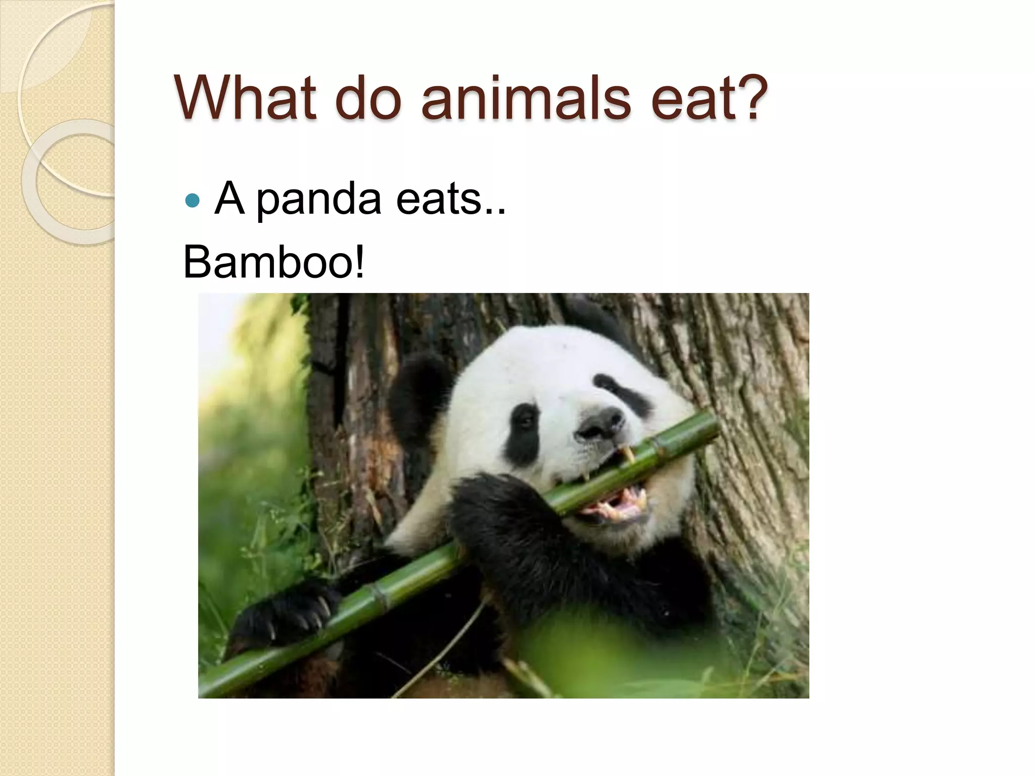 How do living things meet their needs 2 | PPTX