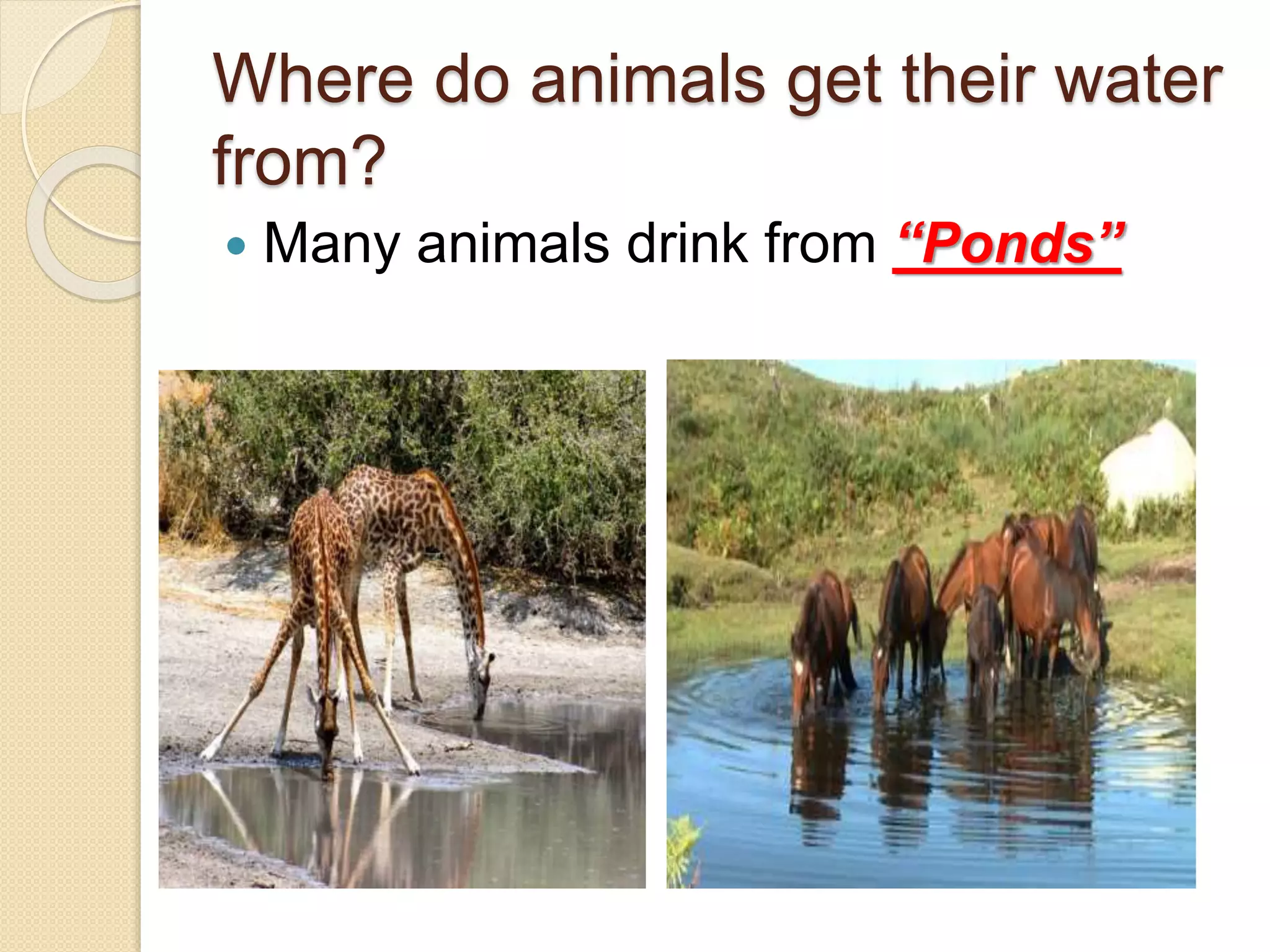 How do living things meet their needs 2 | PPTX