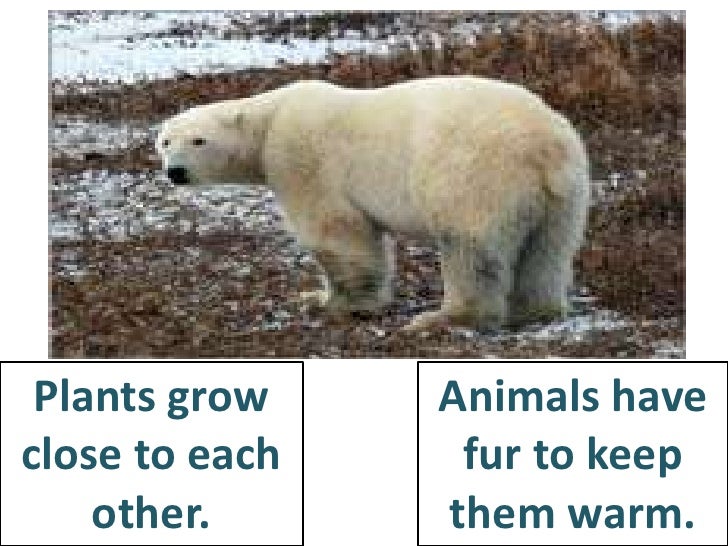 Animals Live In Different Places 45 Animals Around The World Brownell animals-live-in-different-places-45-animals-around-the-world-brownell