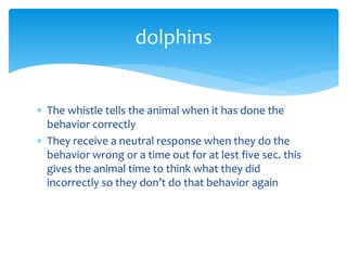 How Dolphins are Trained | PPTX