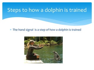 How Dolphins are Trained | PPTX