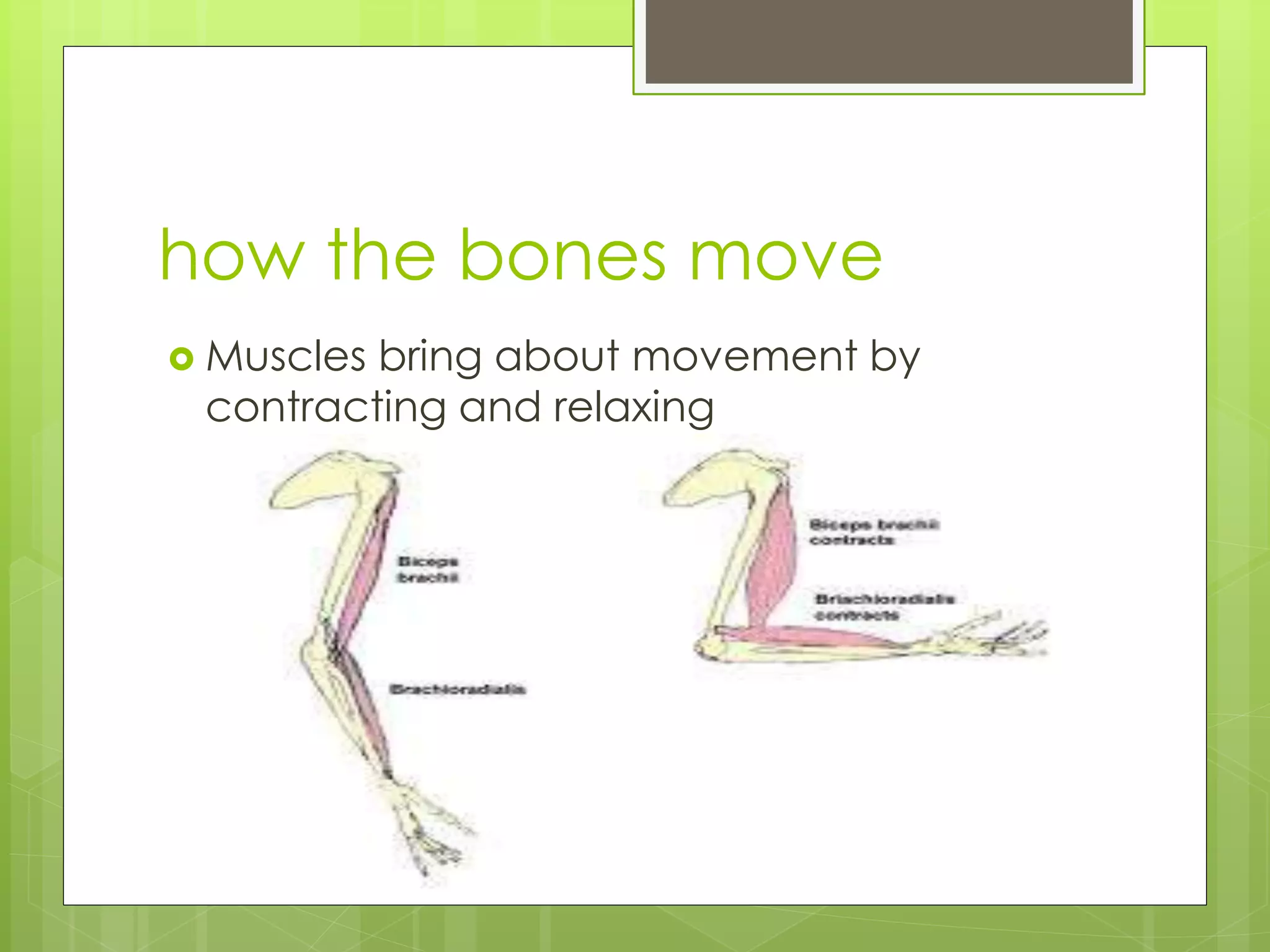 how bones move | PPTX