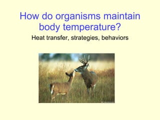 How do organisms maintain body temperature | PPT