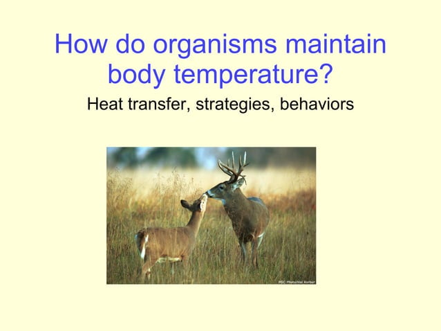 How do organisms maintain body temperature | PPT