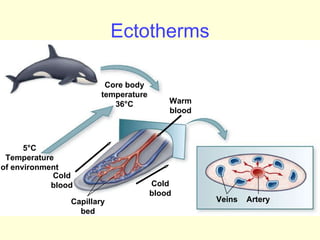 How do organisms maintain body temperature | PPT