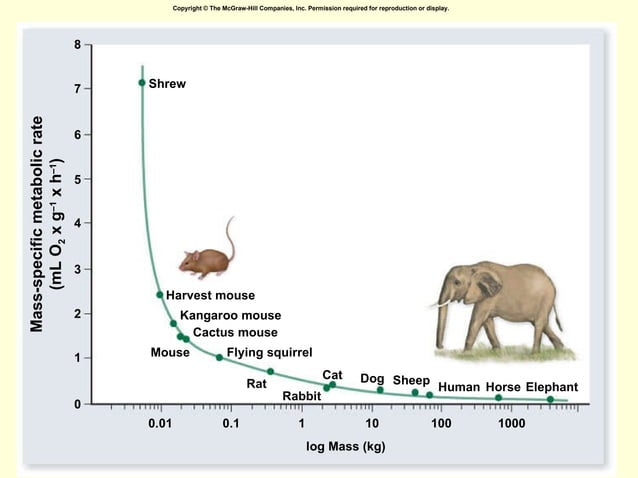 How do organisms maintain body temperature | PPT
