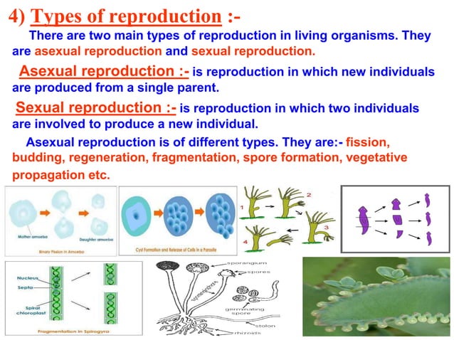 How do organisms reproduce.ppt