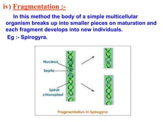 How do organisms reproduce.ppt