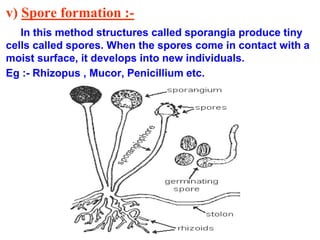 How do organisms reproduce.ppt