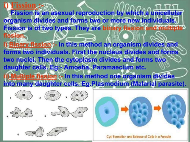 How do organisms reproduce.ppt