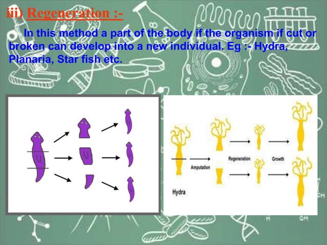 How do organisms reproduce.ppt
