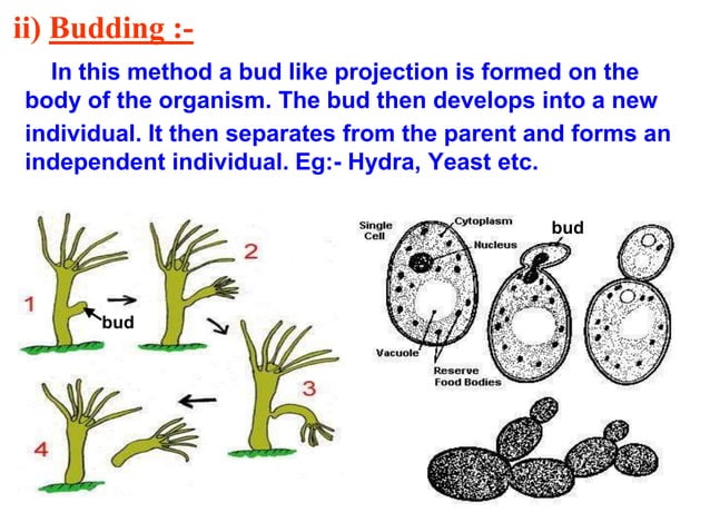 How do organisms reproduce.ppt