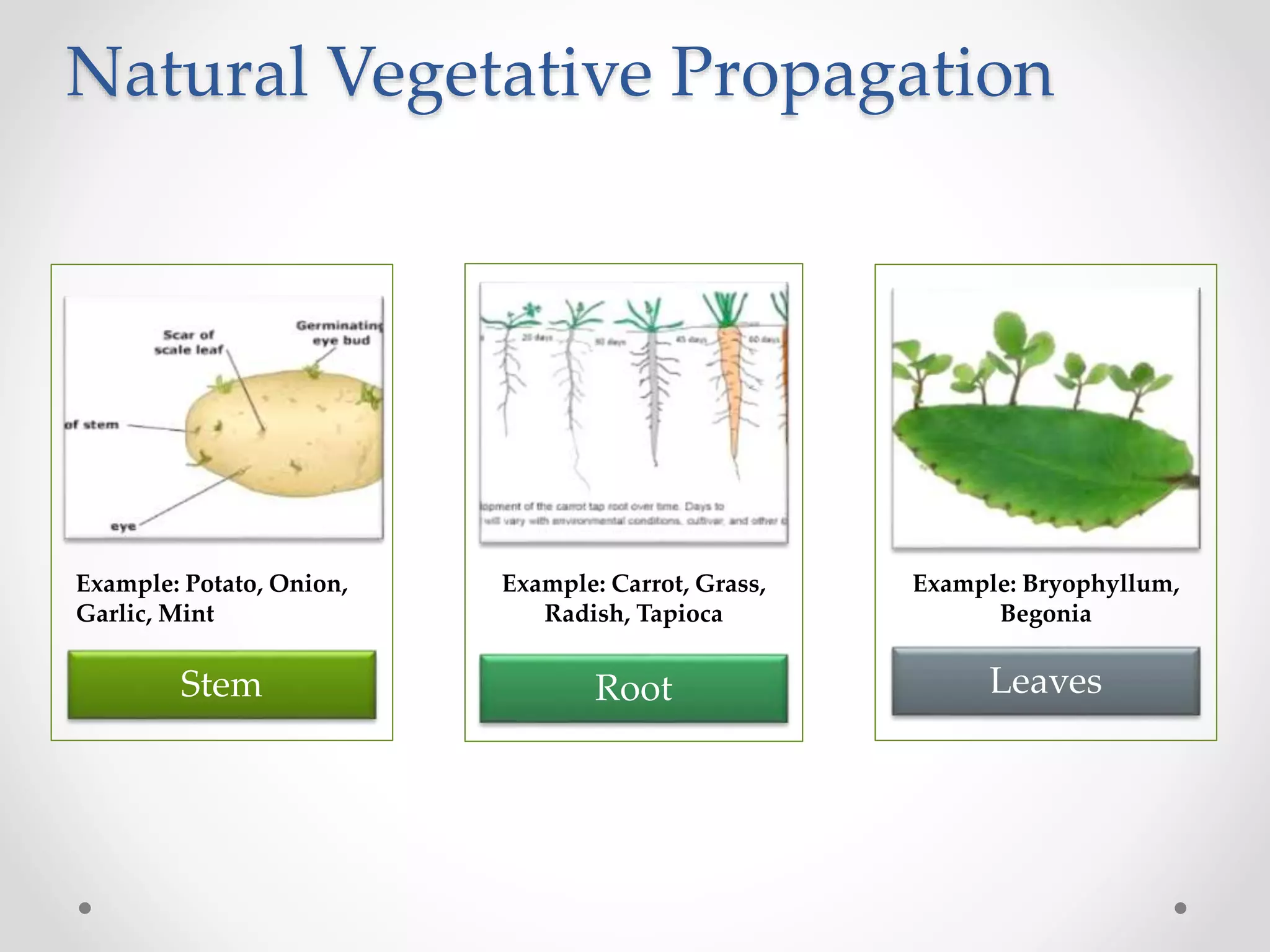 How do organisms reproduce | PPTX