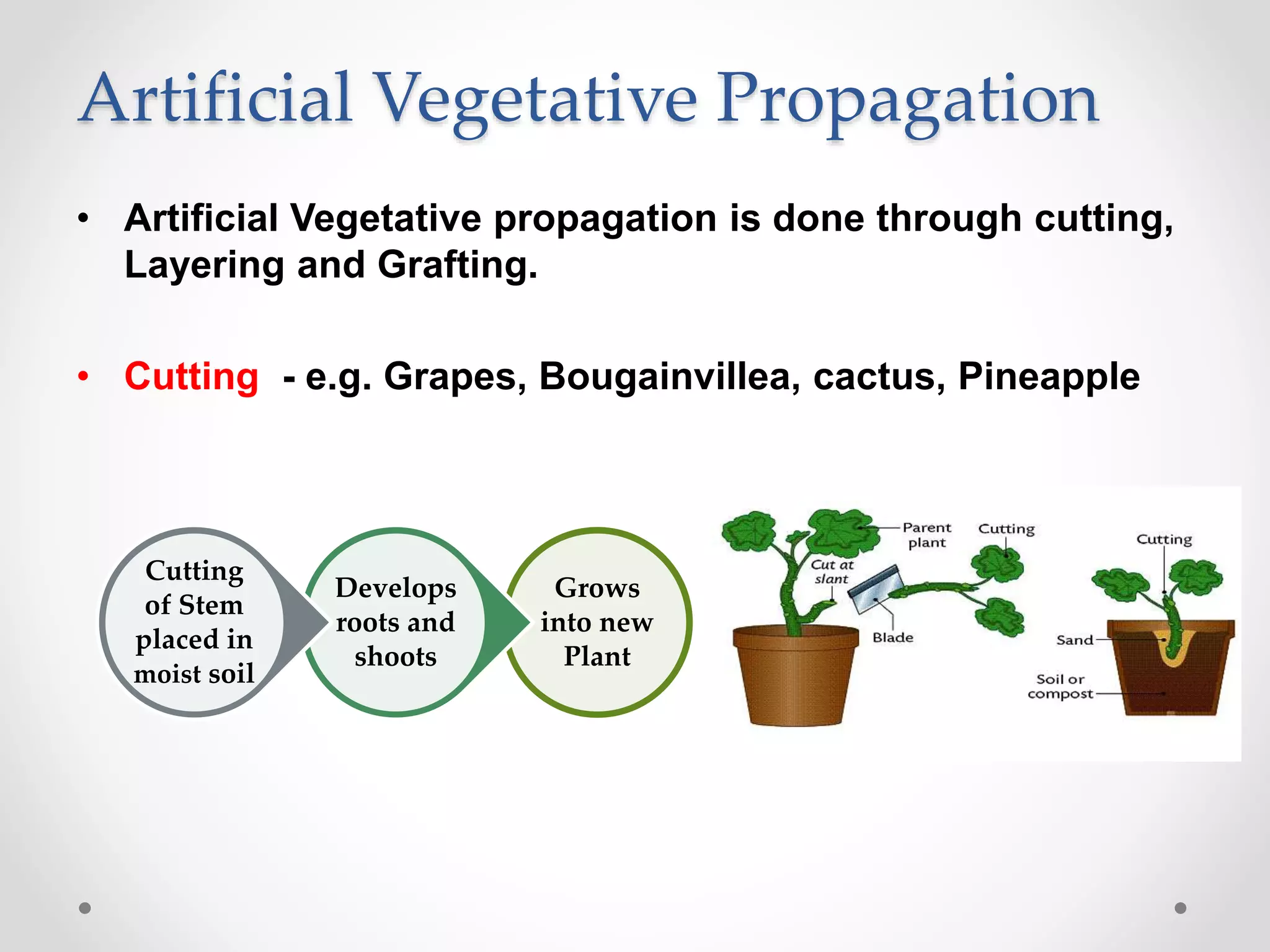 How do organisms reproduce | PPTX