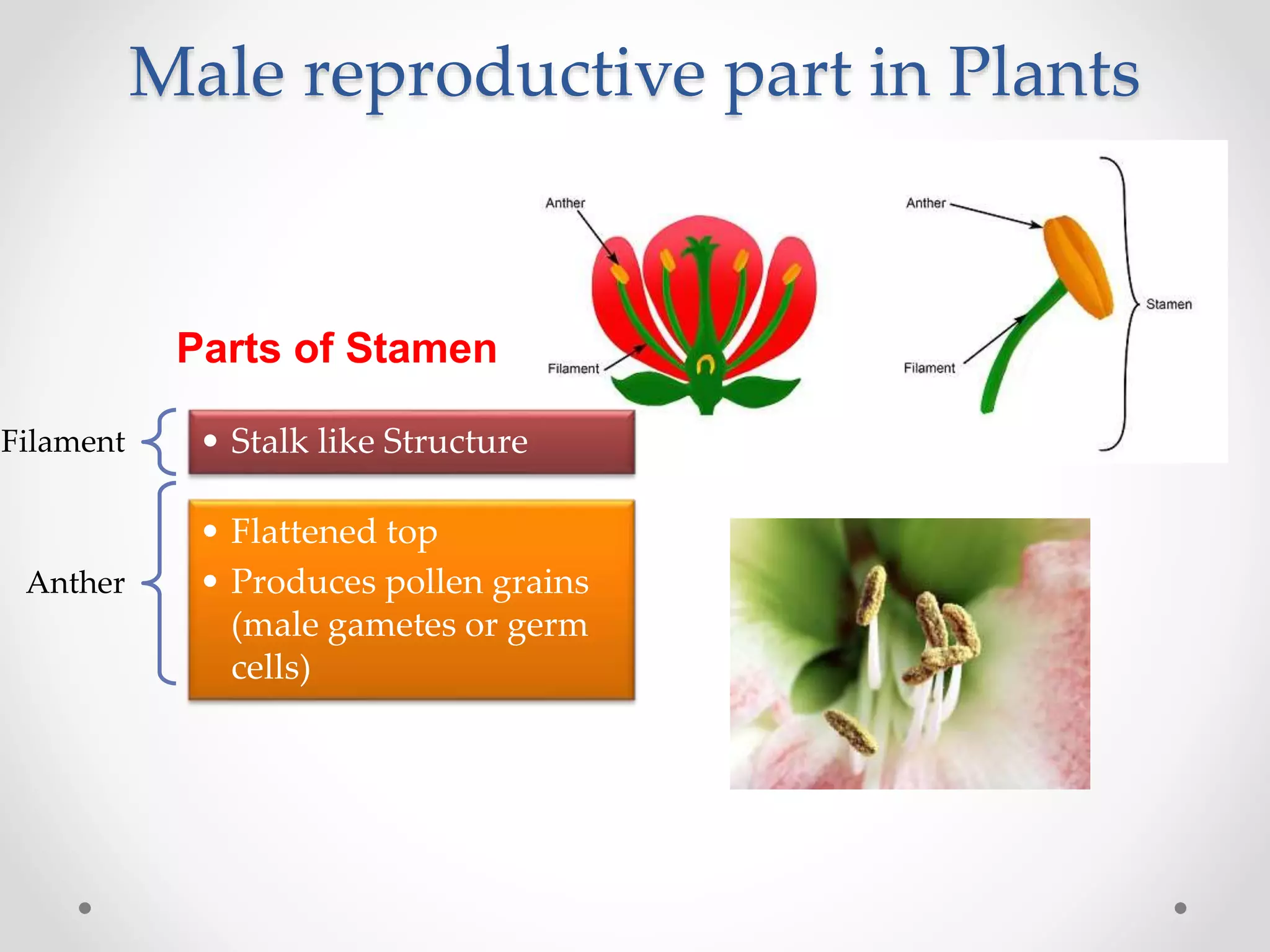 How do organisms reproduce | PPTX