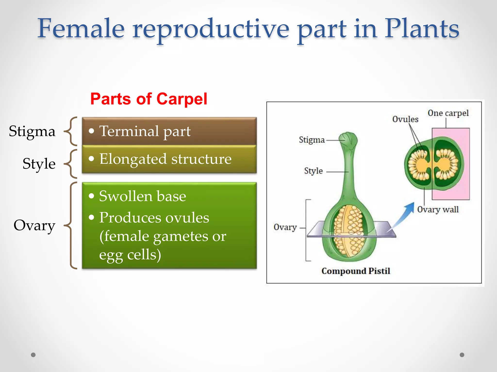 How do organisms reproduce | PPTX