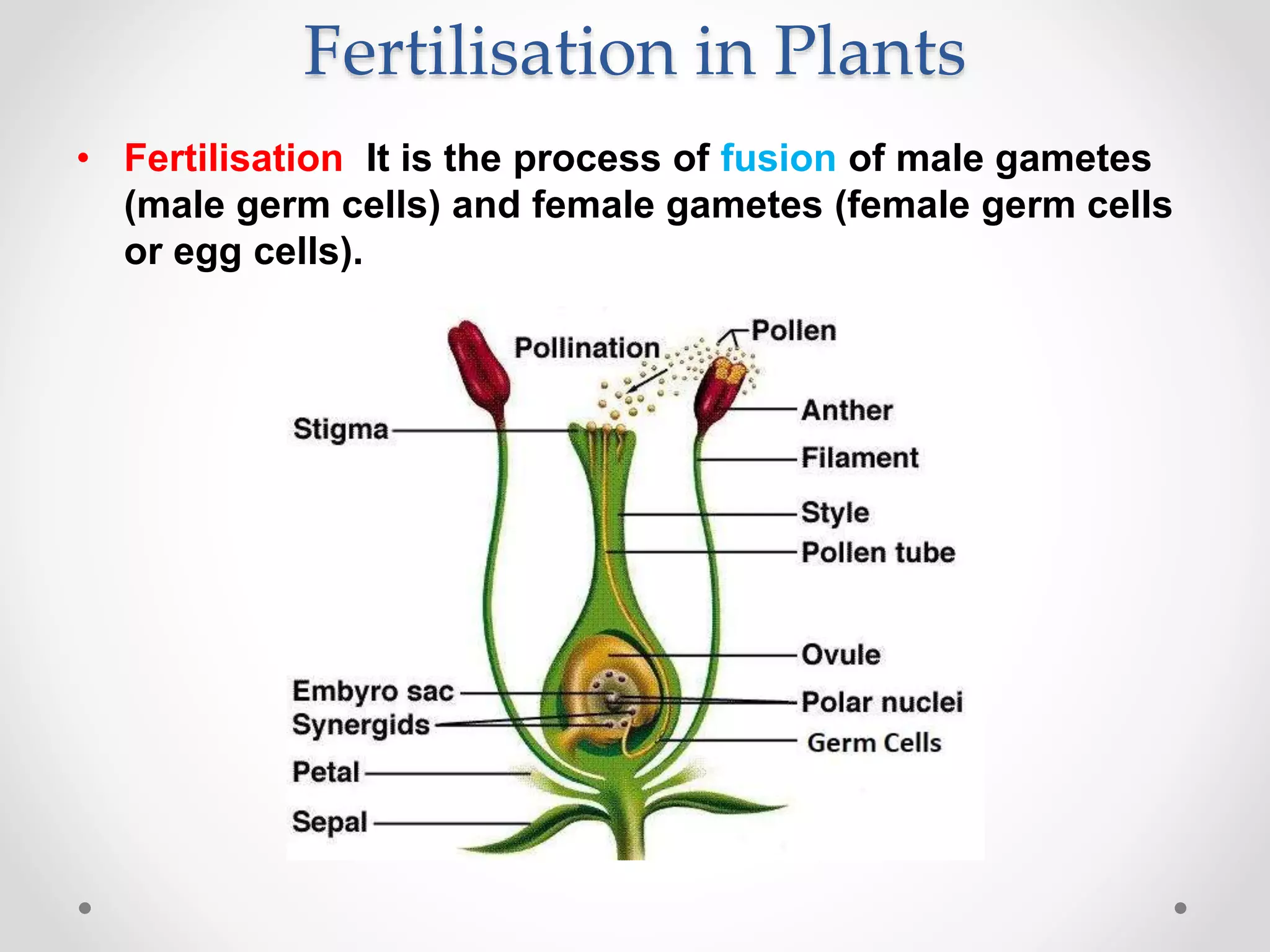 How do organisms reproduce | PPTX