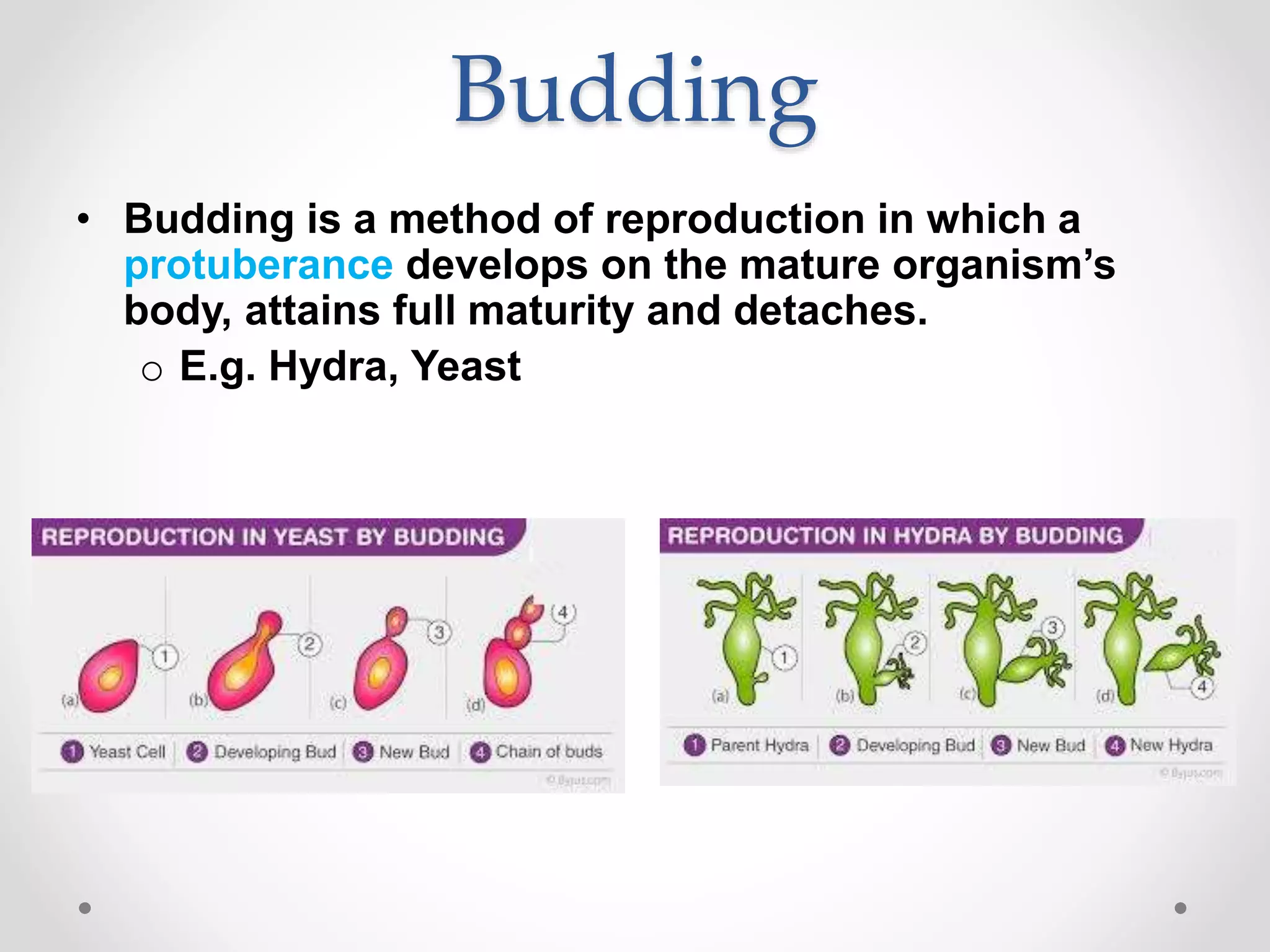 How do organisms reproduce | PPTX