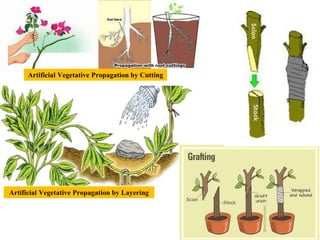 How do organisms reproduce (CBSE -X) | PPT
