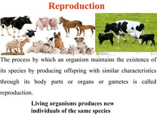 How do organisms reproduce (CBSE -X) | PPT