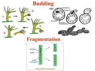 How do organisms reproduce (CBSE -X) | PPT