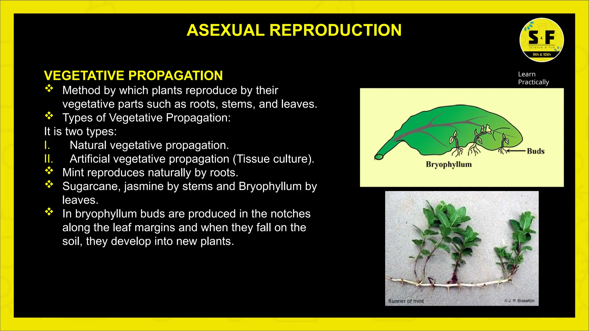 How do organisms reproduce by saloni (1).pptx