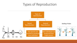How do organisms reproduce ? | PPTX