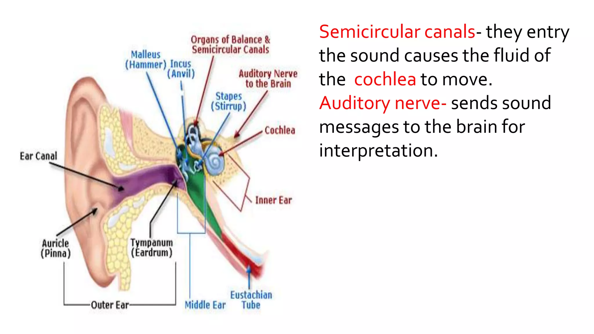 How do our ears work | PPT