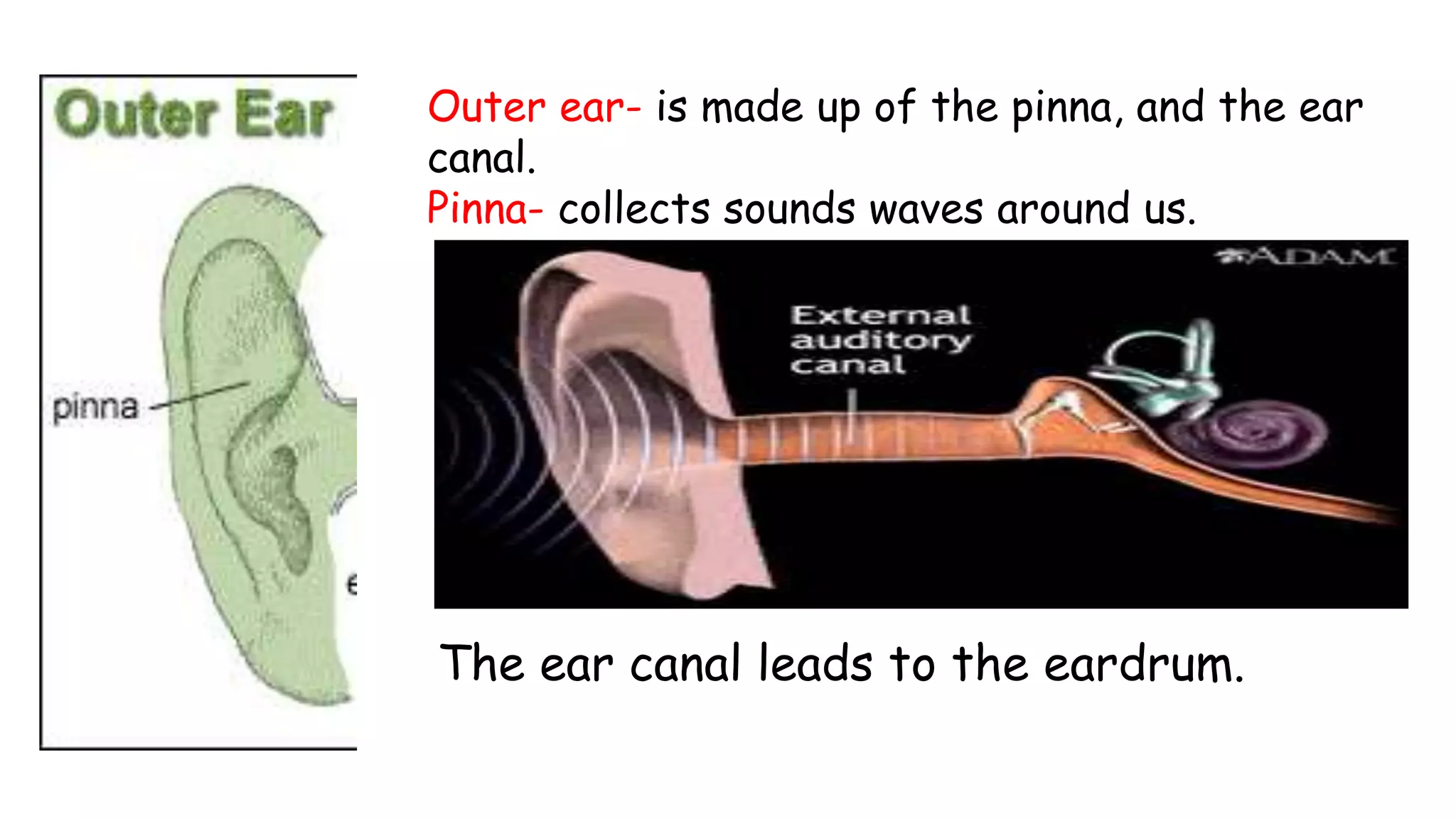 How do our ears work