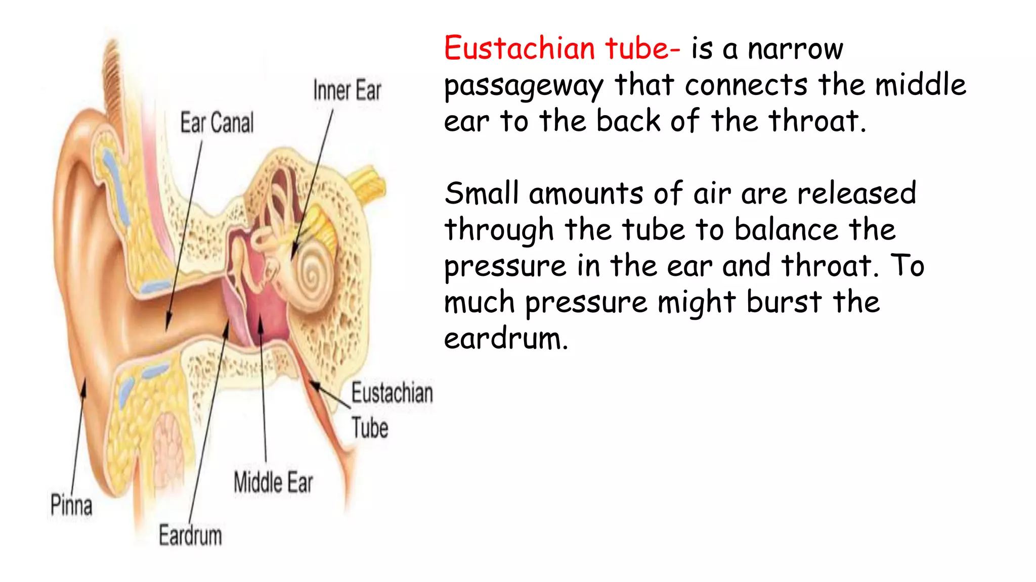 How do our ears work
