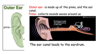 How do our ears work | PPT