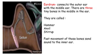 How do our ears work | PPT