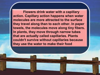 Inquiry - How do plant drink | PPT